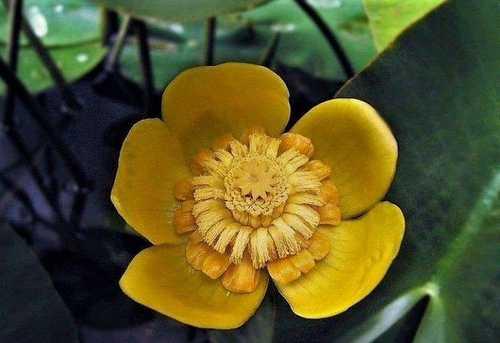Кубышка желтая кувшинка, нимфея растение для пруда