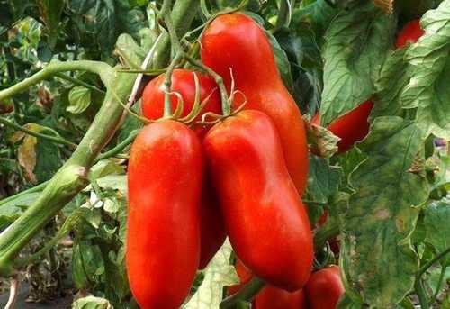 Семена томатов sambek