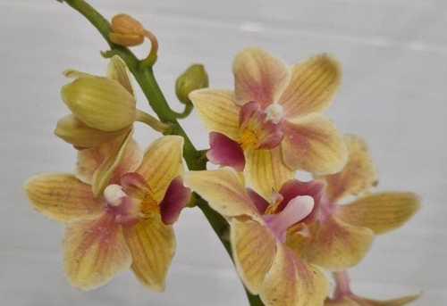 Орхидея фаленопсис мини ароматик