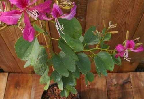 Баухиния - редкая изюминка любой коллекции цветов