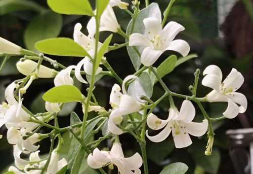 Мурайя метельчатая