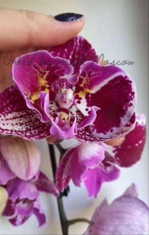 Орхидея фаленопсис бабочка биглип полу пелорик