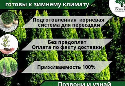 Туя 175 см без посредников Гарантия 2 года Оптом