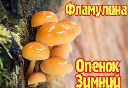 Готовые блоки Опят (фламулина) зимний