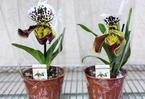 Орхидея пафиопедилум башмачок