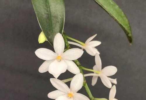 Орхидея. Аэрангис. Aerangis rhodosticta x kirkii