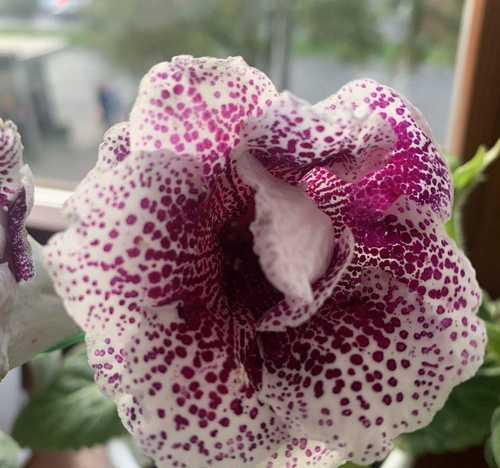 Домашние растения цветы