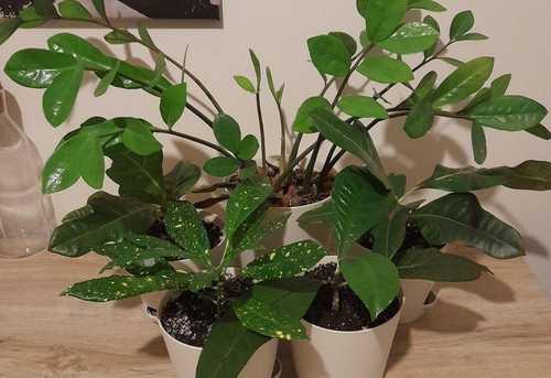 Замиокулькас,кротон,кодениум