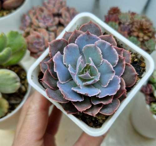 Суккуленты succulent echeveria эхеверия эчеверия