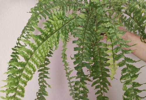 Папоротник tiger fern