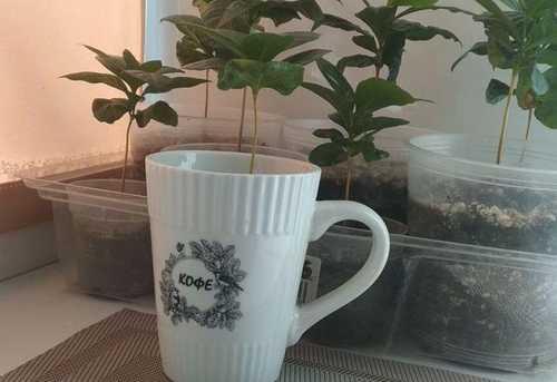 Кофейное дерево " Арабика"