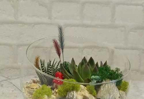 Цветы в стекле в подарок, флорариумы