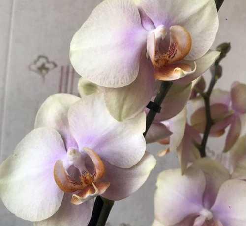 Орхидея фаленопсис Персик, биг лип, Равелло бантик