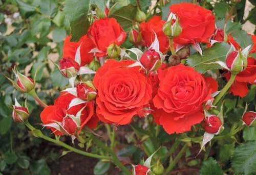 Саженцы роз оптом (450 сортов) - Red Mikado