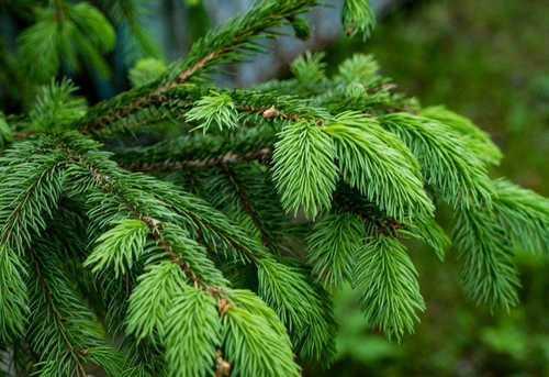 Лапник укрывной и декоративный