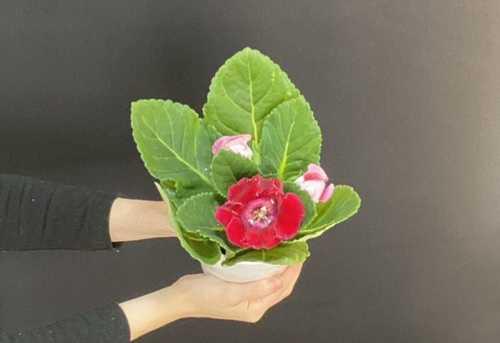 Синнингия (Глоксиния) Красная 12/25 Gloxinia