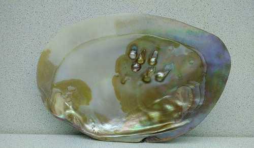 Жемчужница Куминга 17,1 морская ракушка раковина