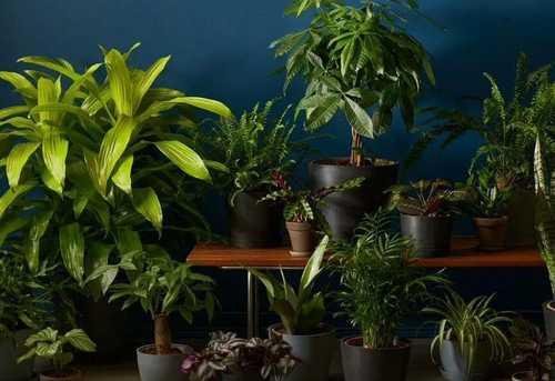 Растения для слабого освещения