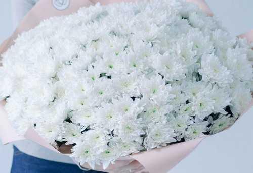 Букет из 51 белой кустовой хризантемы в кремовой п