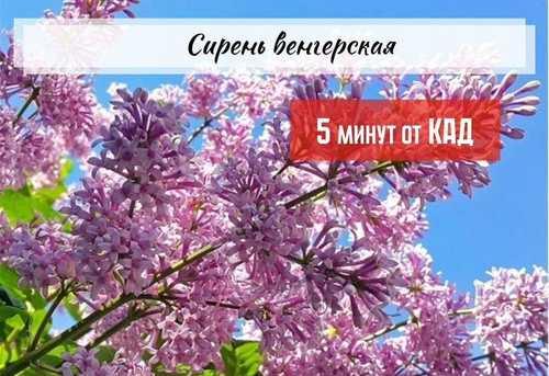 Декоративные кустарники зкс