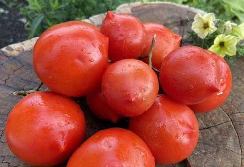 Рассада очень урожайного томата сердцеедка
