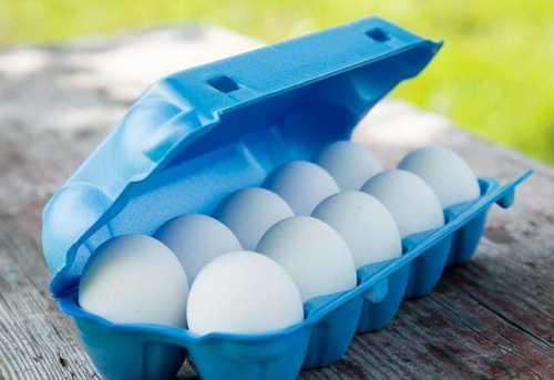 Упаковка для яиц куриных вспененная UE-10