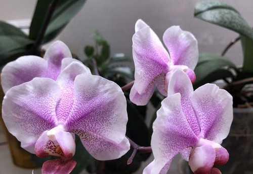Орхидея Амстердам (Нидерланды)