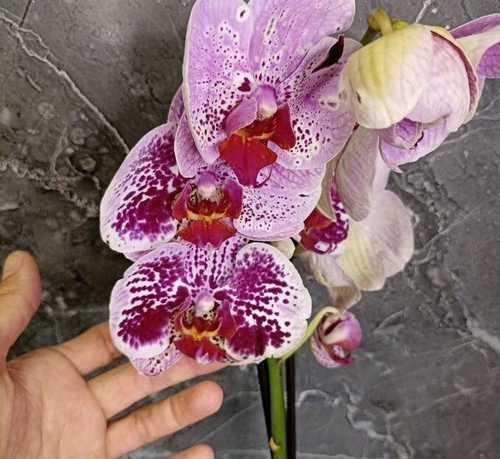 Орхидея фаленопсис Беата, с мутацией цвета