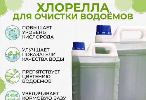 Живая водоросль от производителя