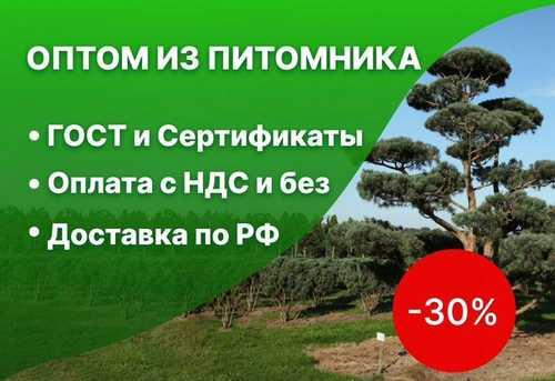 Бонсаи и Наиваки из питомника оптом