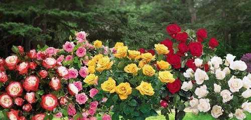Розы сортовые чайно-гибридные, спреи