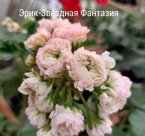 Пеларгония- Эрик Звездная Фантазия