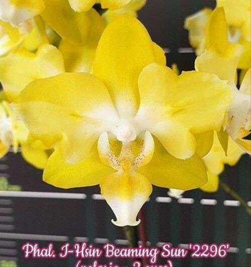 Phal. I-Hsin Beaming Sun '2296' (peloric - 2 eyes)