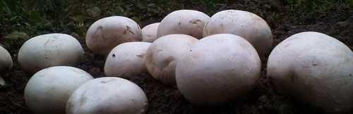 Домашние грибы шампиньоны