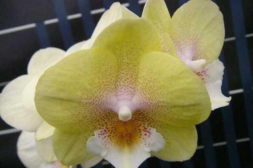 Орхидея Phal. YH05103 Walle