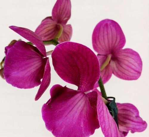 Орхидея фаленопсис Стелленбош пелор