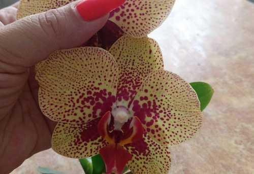 Орхидея Чармер