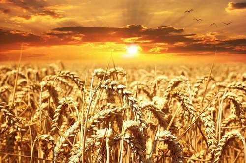 Пшеница семенная