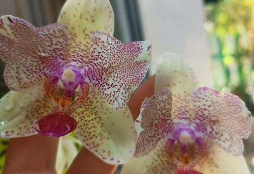 Орхидея фаленопсис бабочка. Майя