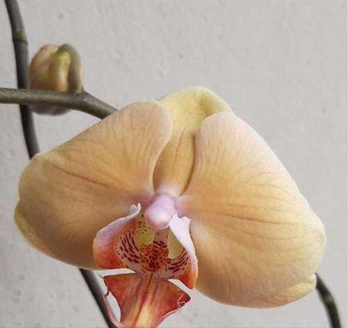 Орхидея фаленопсис Леди Мармелад