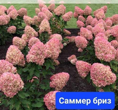 Гортензия Саммер бриз