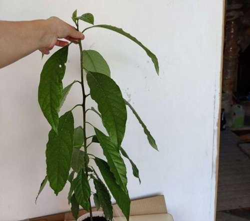 Растение авокадо