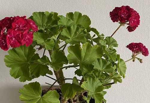 Пеларгония герань Mounserud rosen