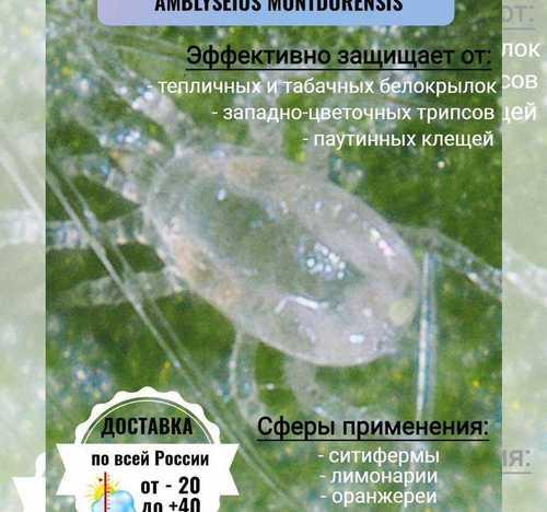 Амблисейус монтдоренсис (amblyseius montdorensis)