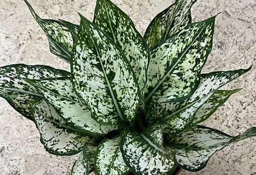 Аглаонема Вайт Киви, Aglaonema White Kiwi