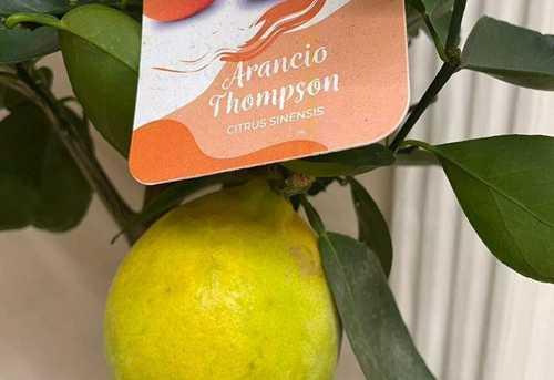 Апельсиновое дерево/Апельсин Томсон