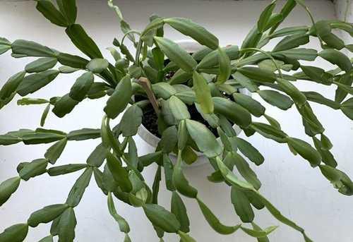 Домашние растения Рипсалидопсис (декабрист)