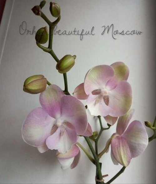 Орхидея фаленопсис биг лип биглип big lip biglip