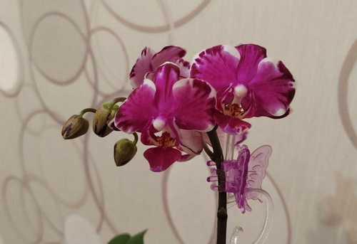 Орхидея фаленопсис (мини)