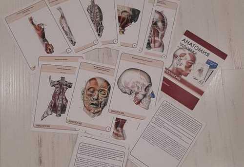 Продаются карточки по Анатомии человека